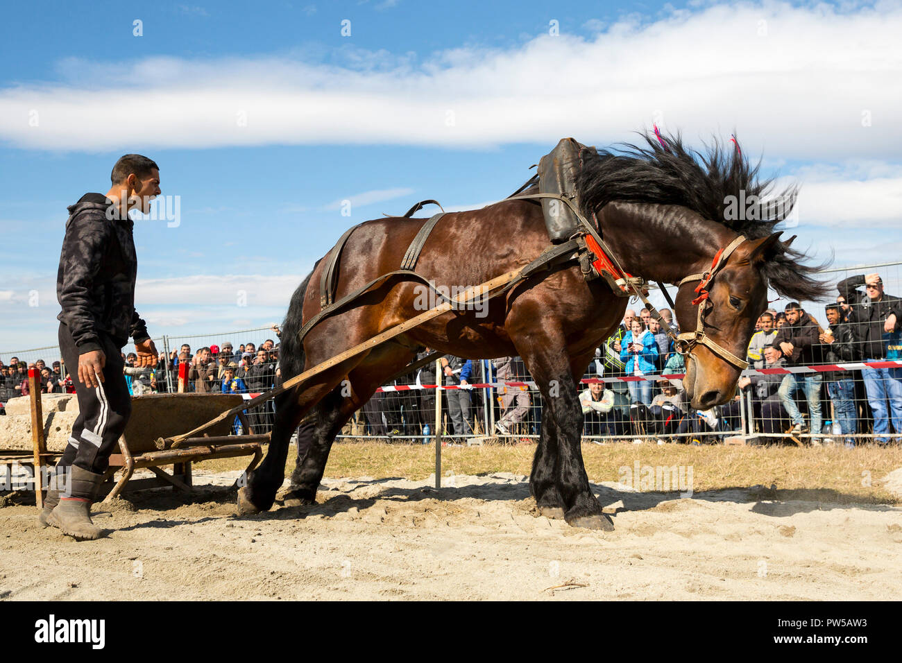 Sofia, Bulgaria - 3 March, 2017: Horses and their owners participate in ...