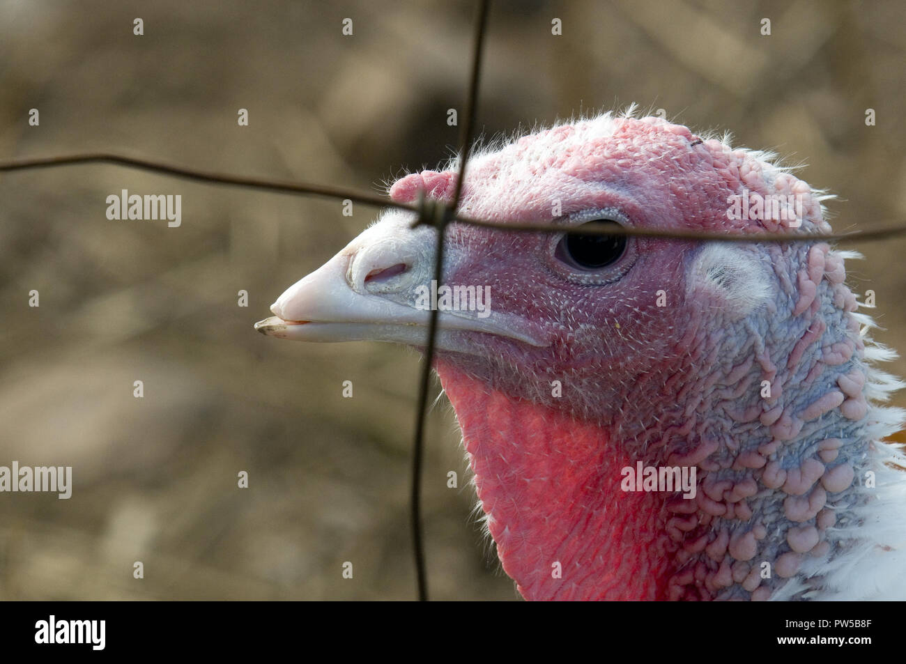 Waiting fate hi-res stock photography and images - Alamy