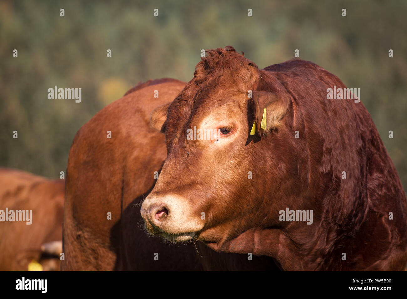 Limousin Bull High Resolution Stock Photography and Images - Alamy