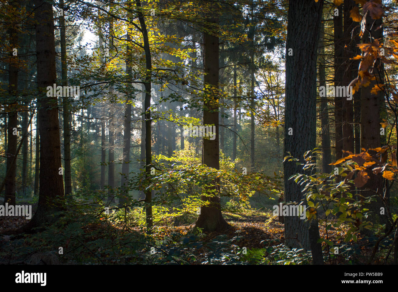Dark scary pine trees forest in sunny day Stock Photo - Alamy