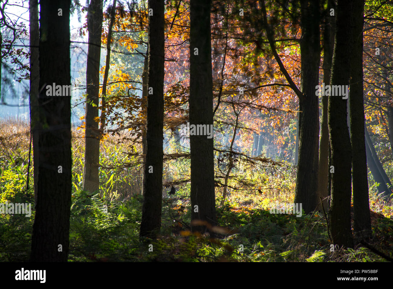 Dark scary pine trees forest in sunny day Stock Photo - Alamy