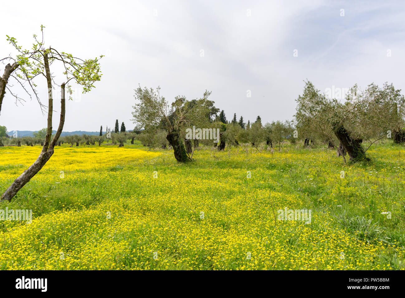 Plantation with many old olive trees and yellow blossoming meadow ...