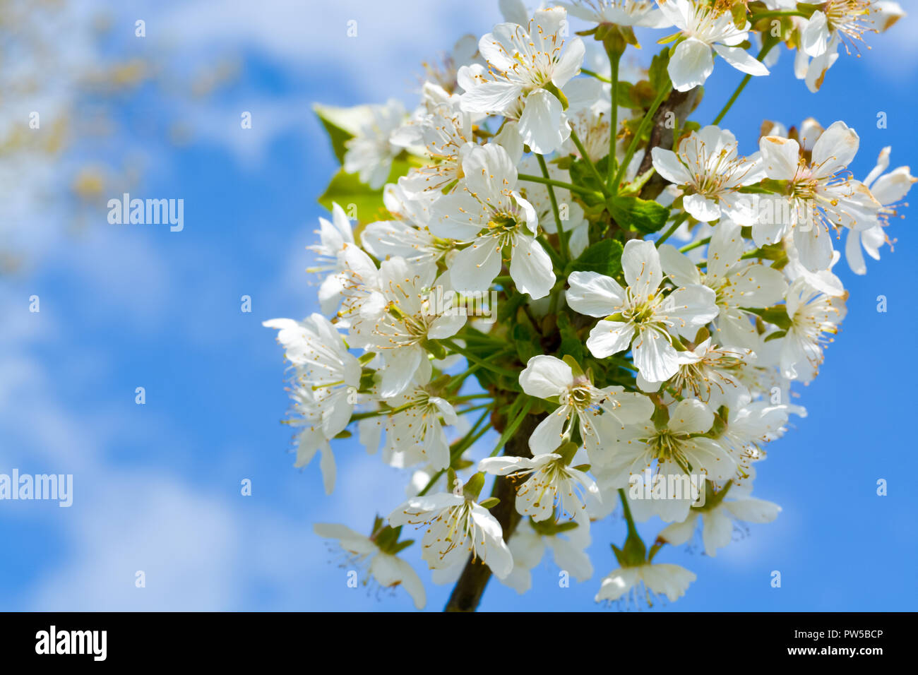 Spring pink blossom of cherry tree close up Stock Photo - Alamy