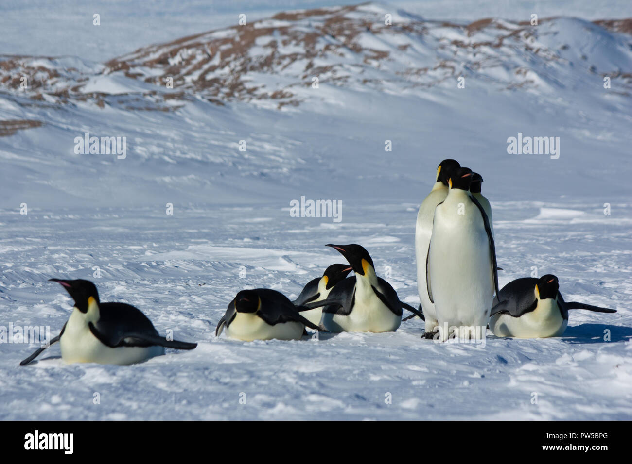 Penguin flock in antarctica hi-res stock photography and images - Alamy