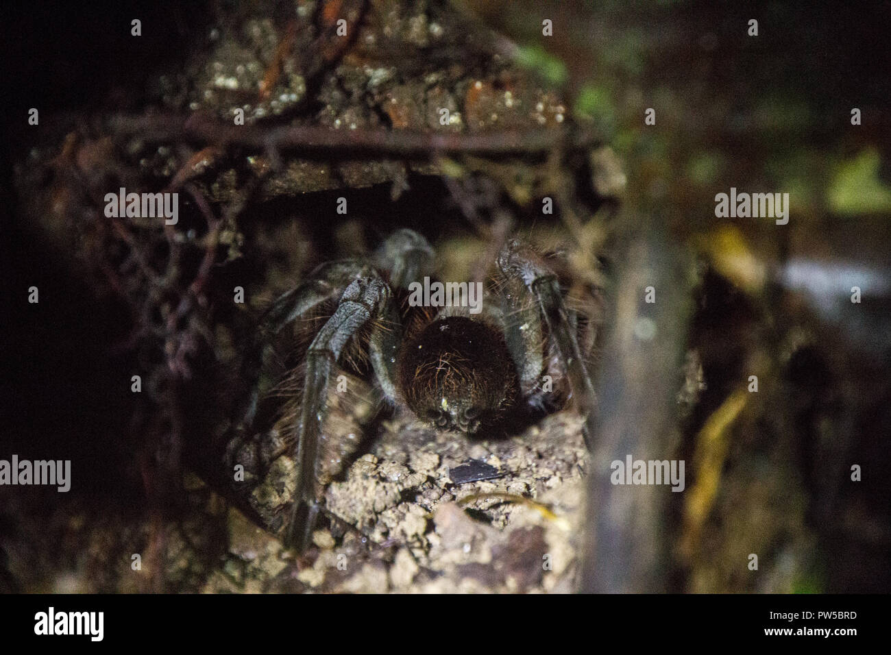 Spiders at night in the jungle of the amazon Stock Photo - Alamy