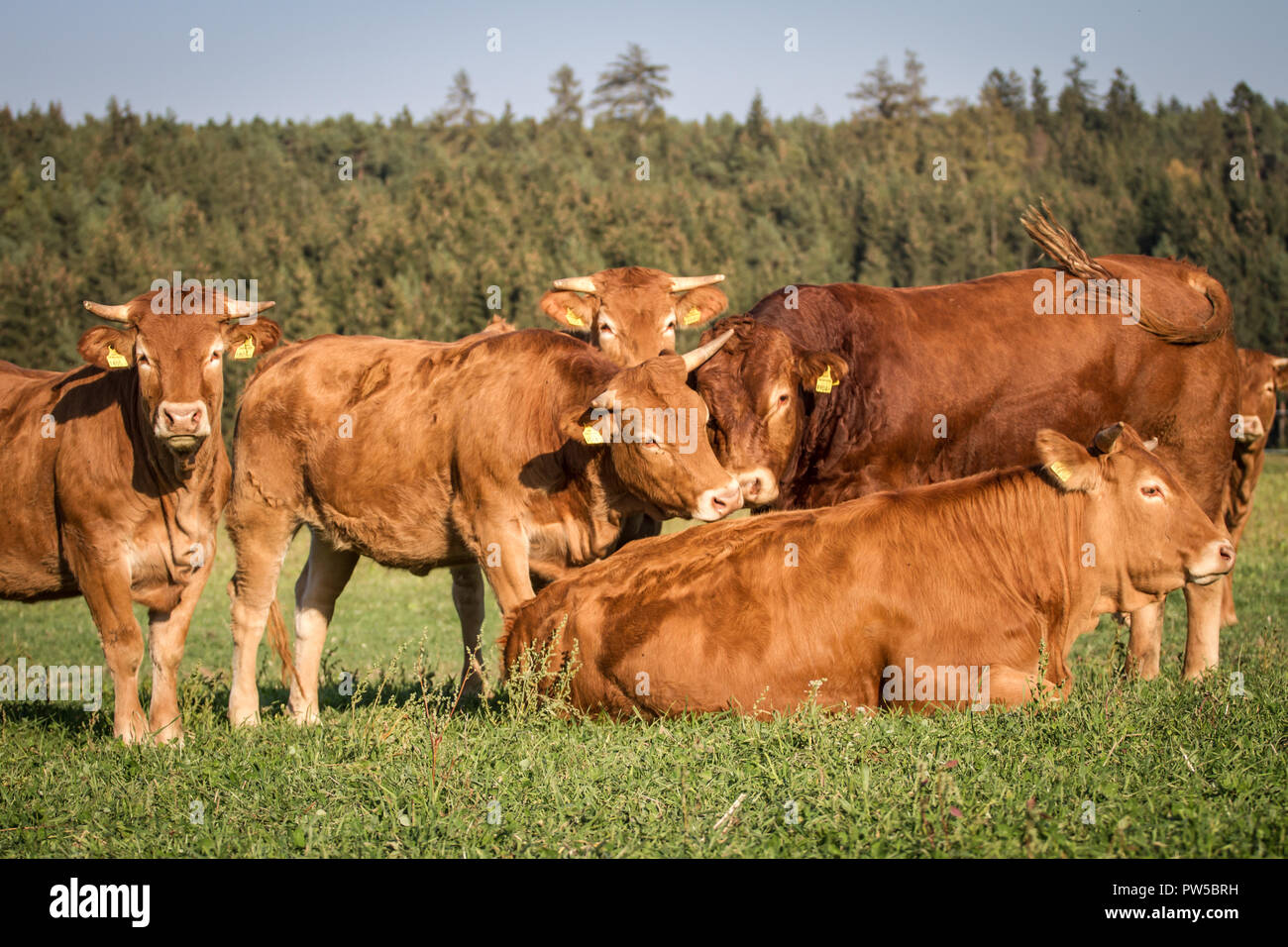 Herd of Limousin cows (Bos primigenius taurus) in free range Stock ...