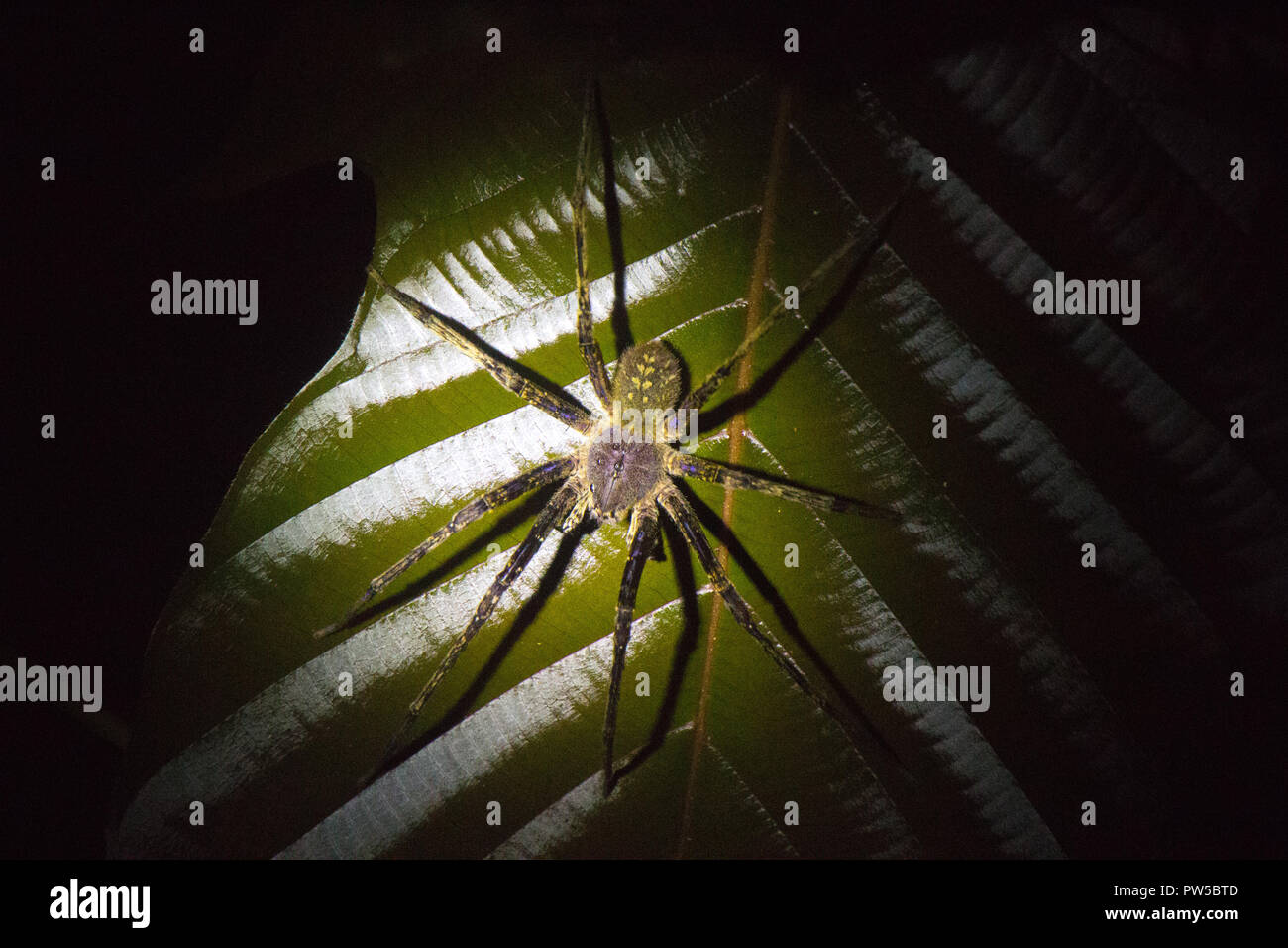 Tropical forest spiders hi-res stock photography and images - Alamy