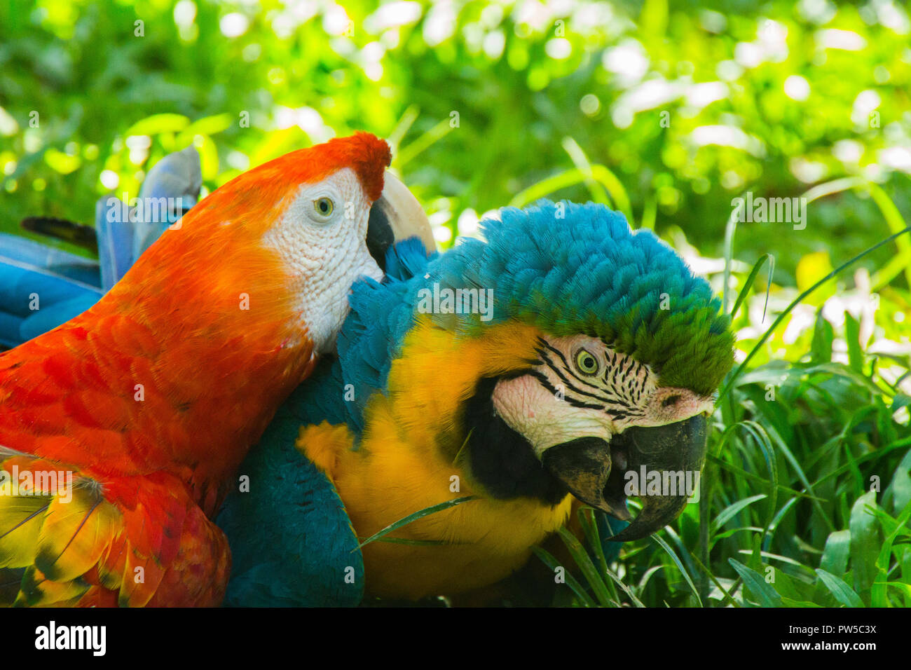 Amazon colombia south america hi-res stock photography and images - Alamy