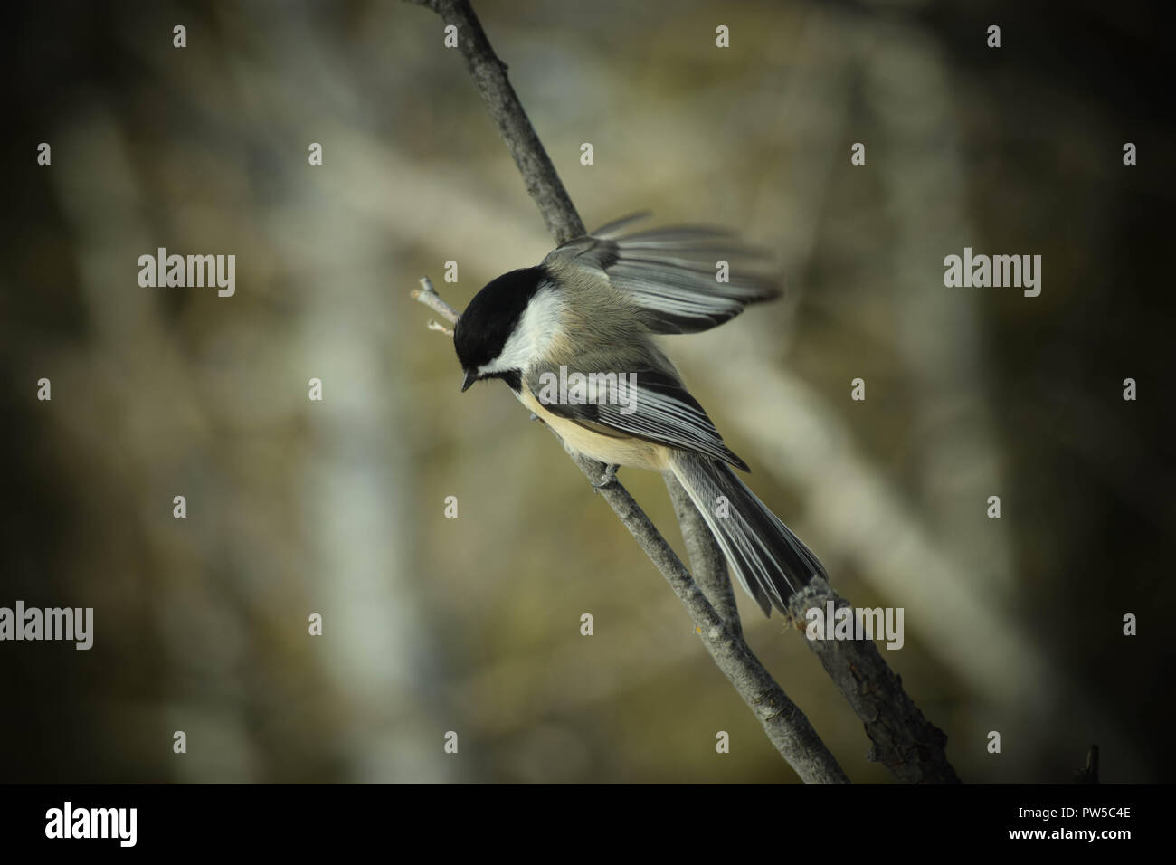 Black and white picture of a chickadee hi-res stock photography and ...