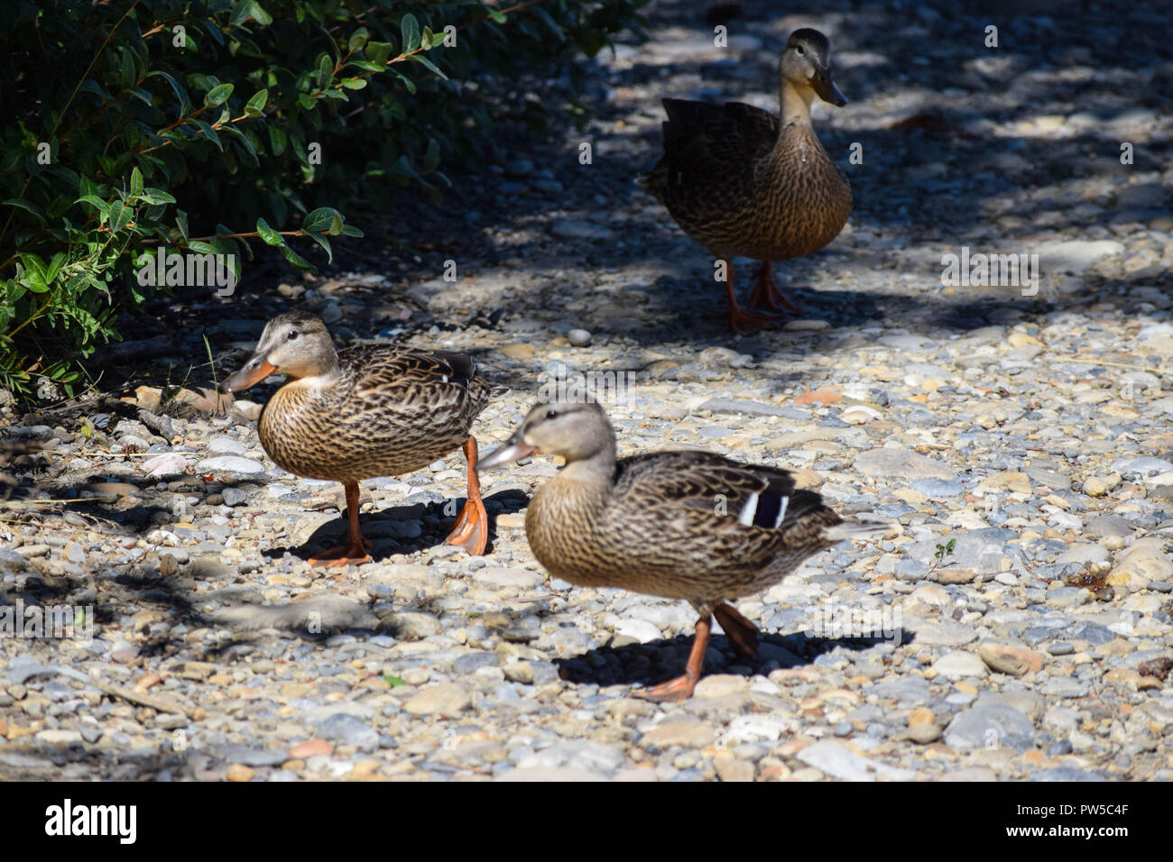Best ducks hi-res stock photography and images - Alamy
