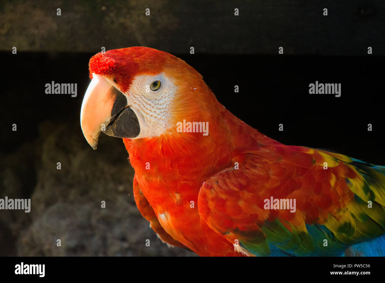 Colorful Parrot in the amazon area of Colombia Stock Photo - Alamy