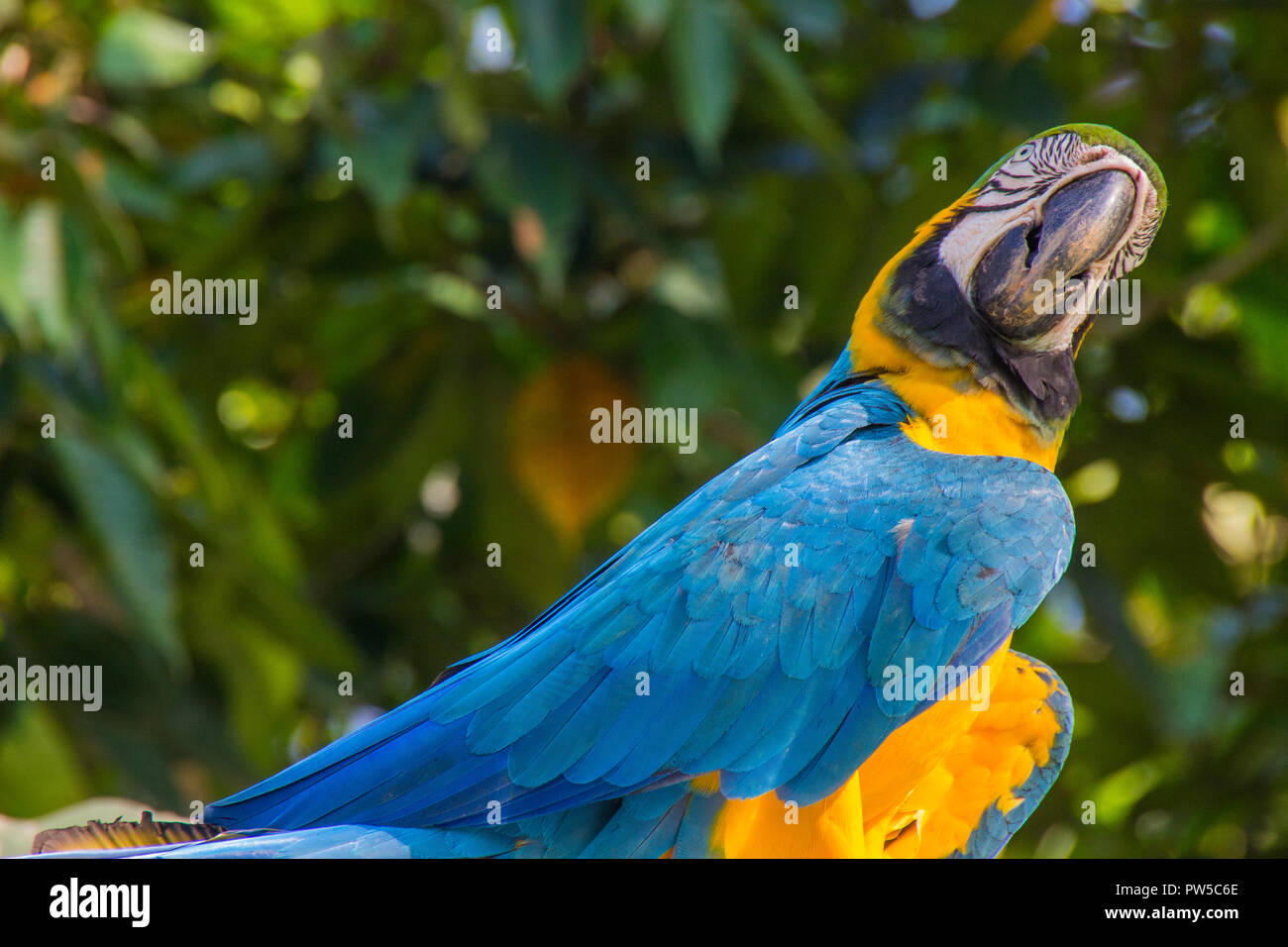 Colorful Parrot in the amazon area of Colombia Stock Photo - Alamy