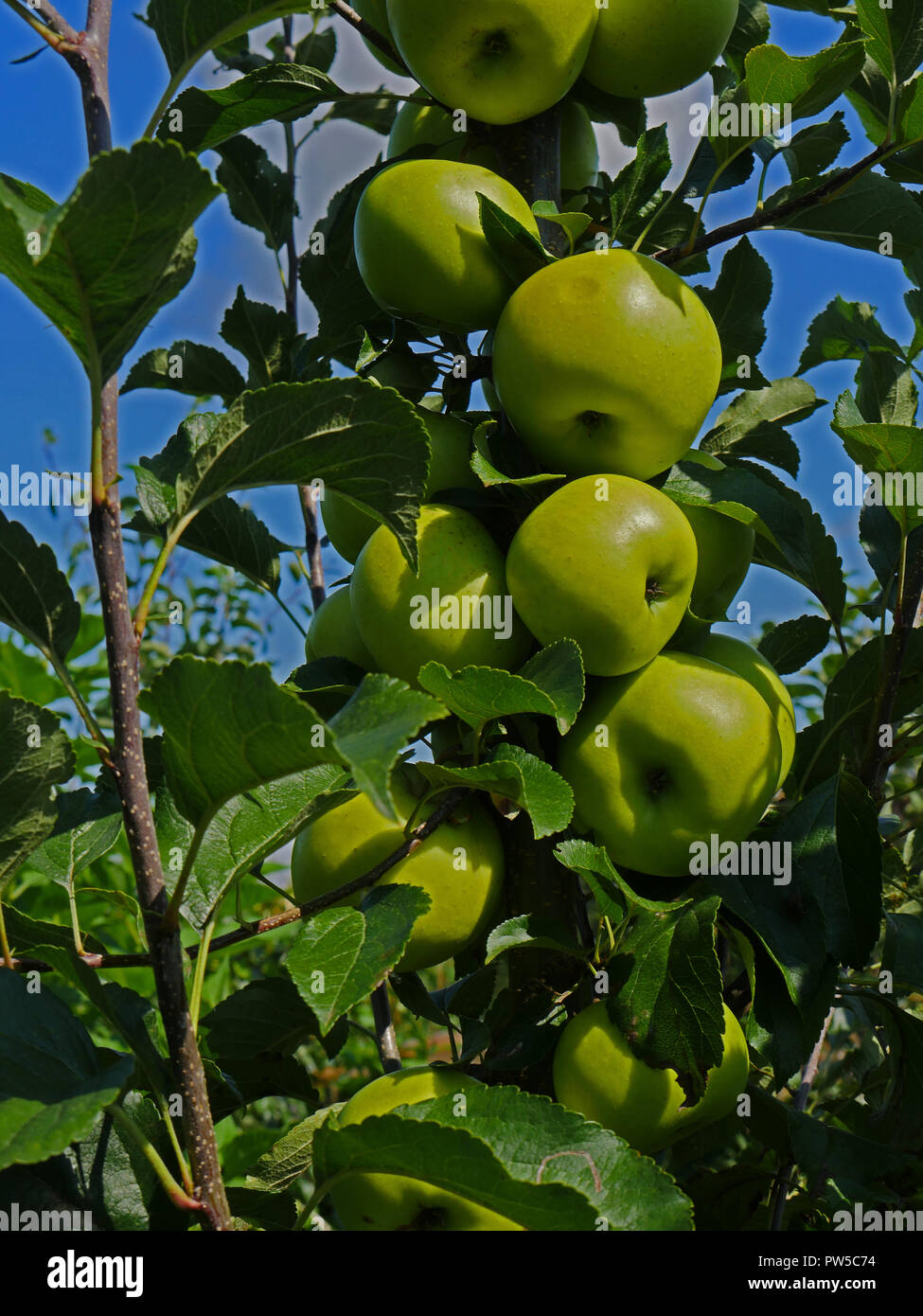 Greensleeves hi-res stock photography and images - Alamy