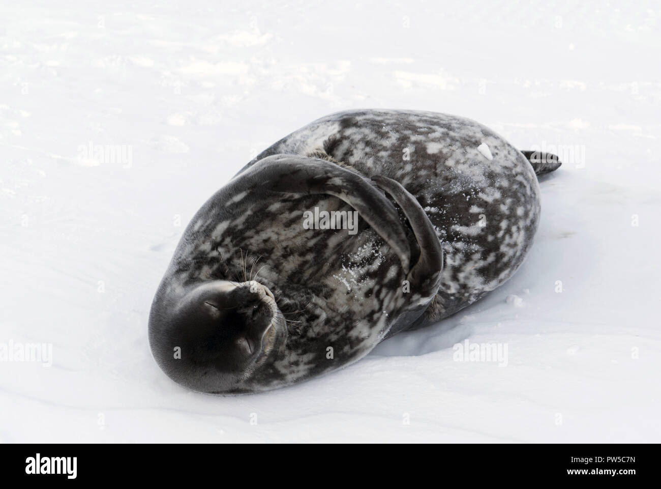 Antarctic predator hi-res stock photography and images - Alamy
