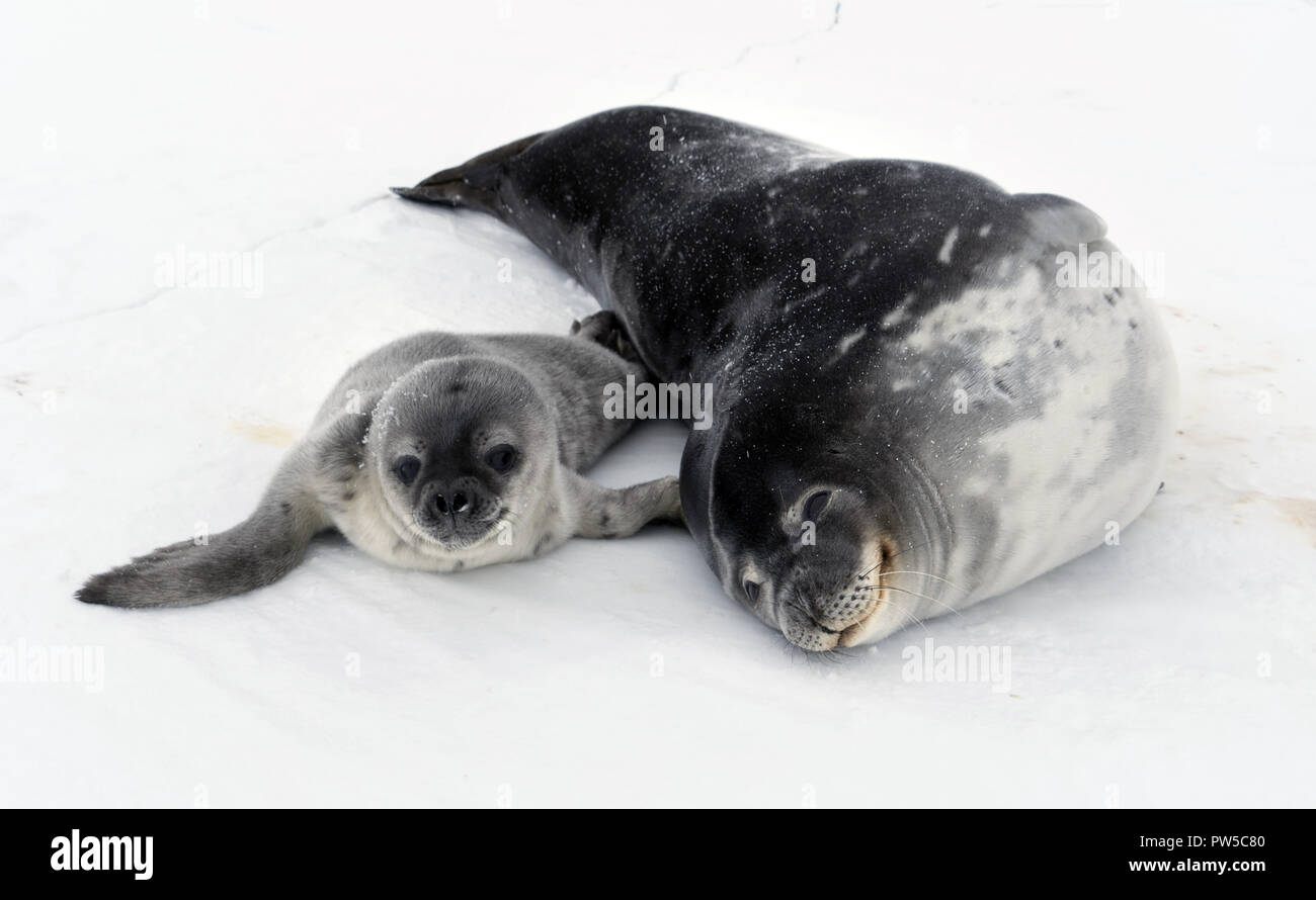 Seal - ringed seal (Pusa hispida), A young mother with a born cub lies ...