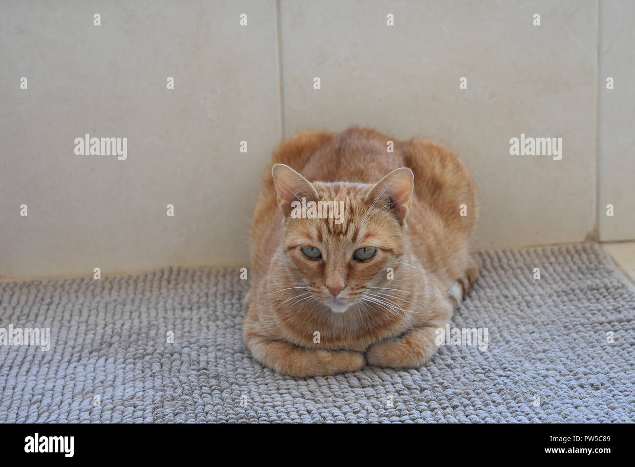 House ginger cat peacefully chilling on carpet Stock Photo - Alamy