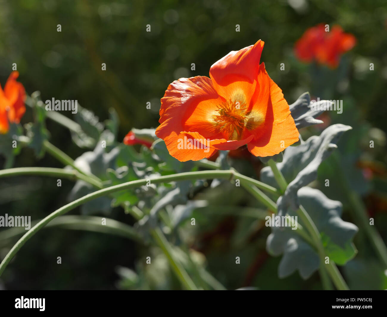 Poppy leaves hi-res stock photography and images - Alamy