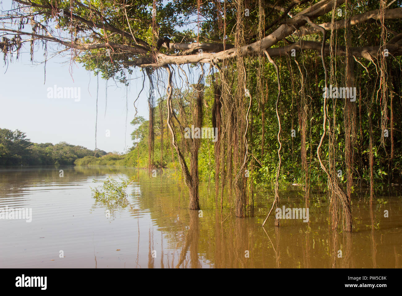 Colombia amazon jungle wildlife hi-res stock photography and images - Alamy