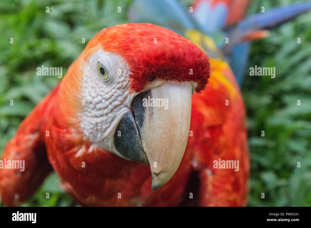 Colorful Parrot in the amazon area of Colombia Stock Photo - Alamy