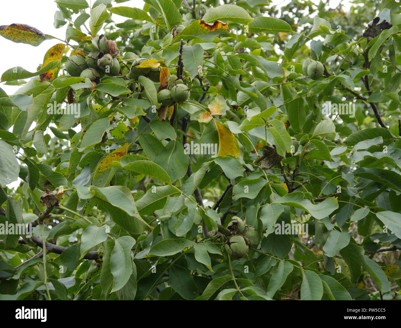 Tree nuts hi-res stock photography and images - Alamy