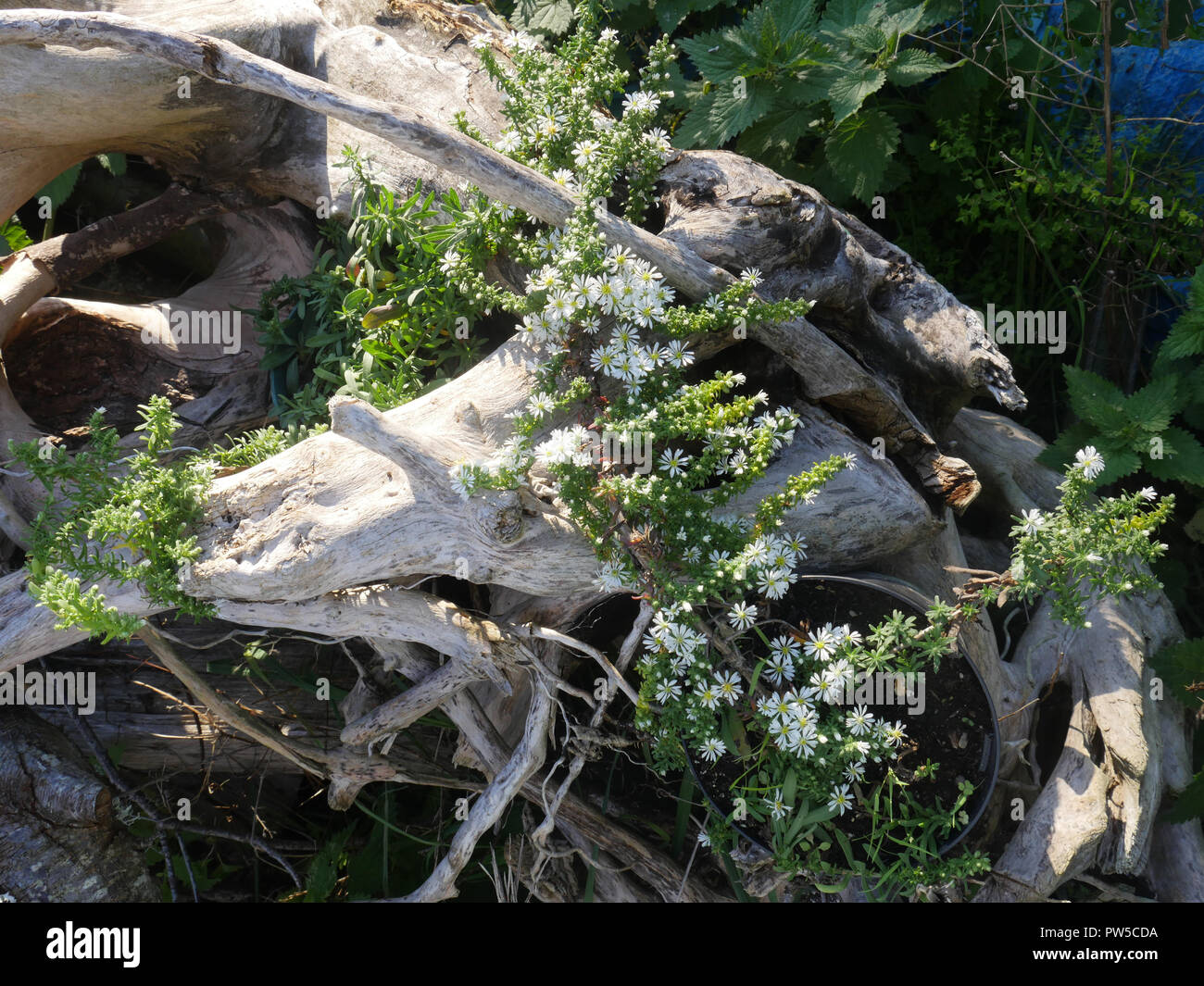 Snow Flurry Aster in driftwood Stock Photo - Alamy