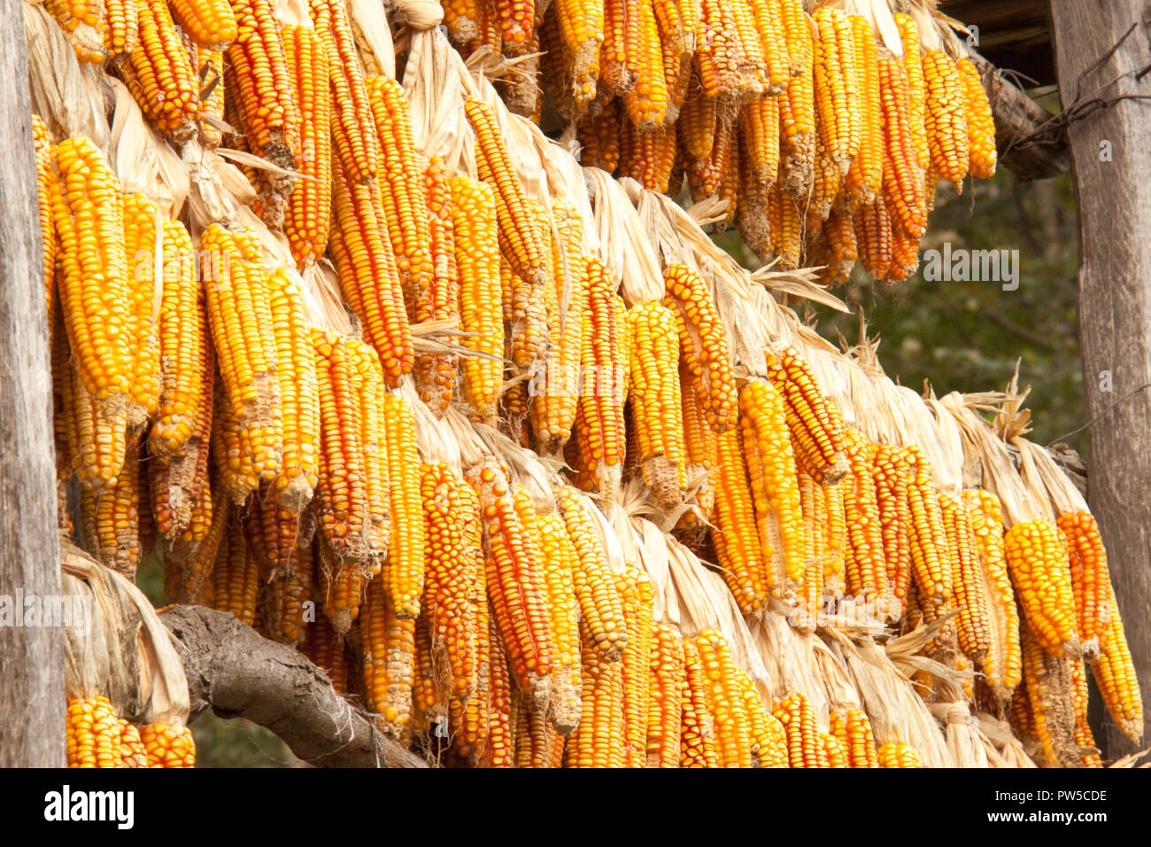 full of corn hanging for drying Stock Photo - Alamy