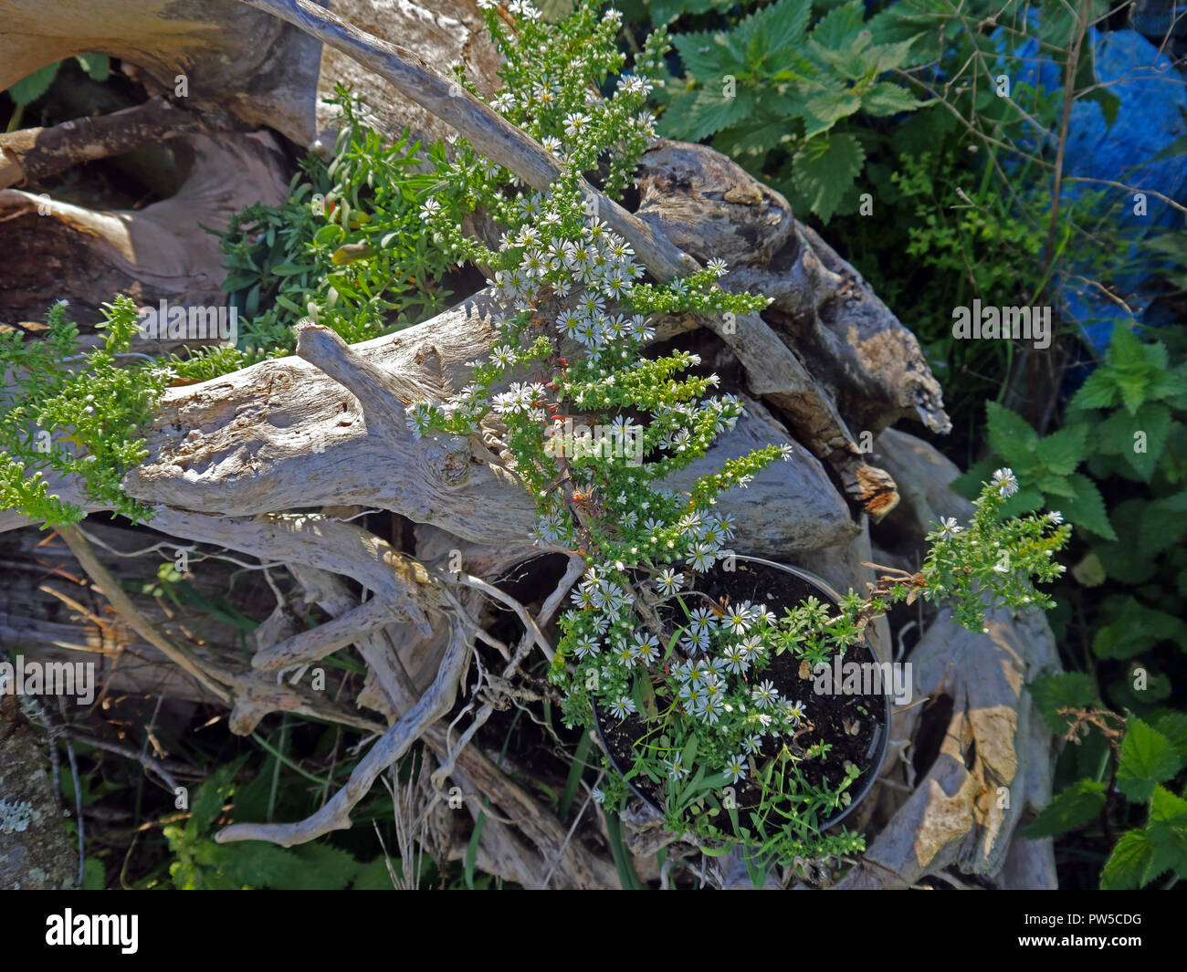 Snow Flurry Aster in driftwood Stock Photo - Alamy