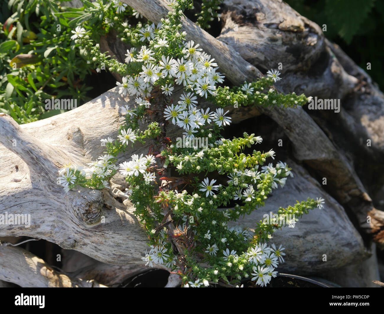 Snow Flurry Aster in driftwood Stock Photo - Alamy