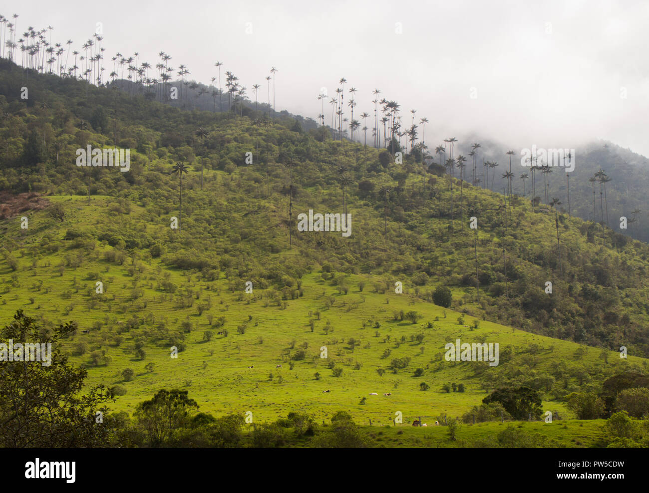 Cocora Valley, Salento, Colombia Stock Photo - Alamy