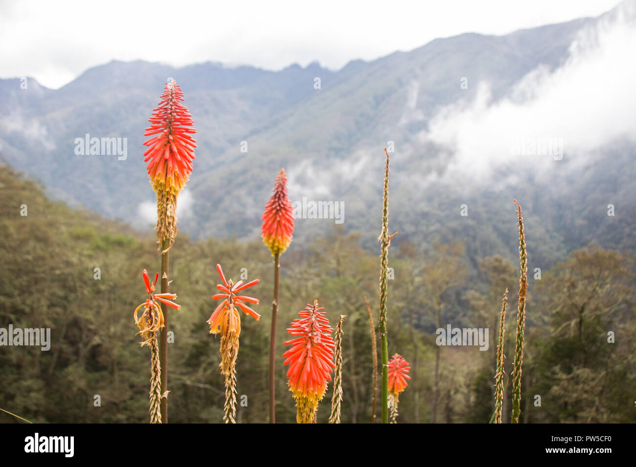 Valle de cocora salento hi-res stock photography and images - Alamy