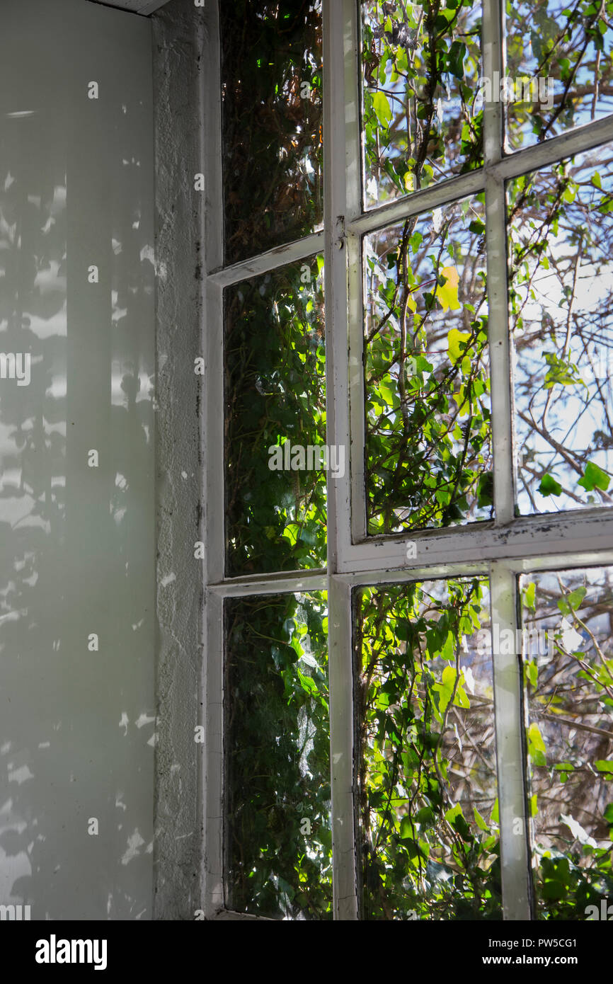 Vine covered window Stock Photo - Alamy