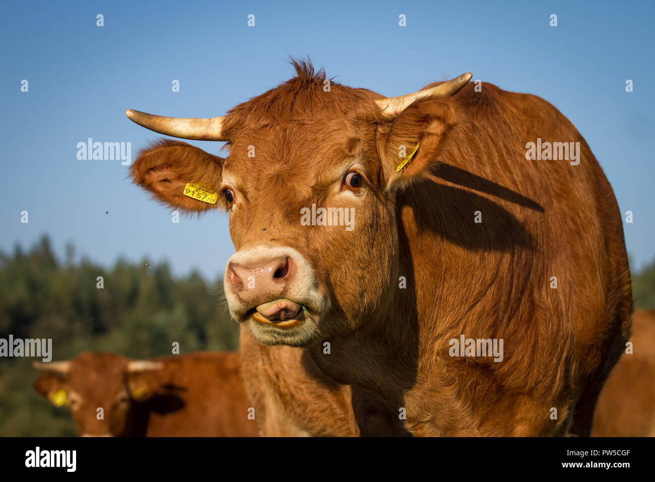 Limousin beef hi-res stock photography and images - Alamy