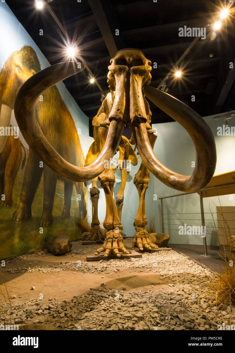 Mammoth tusks uk hi-res stock photography and images - Alamy
