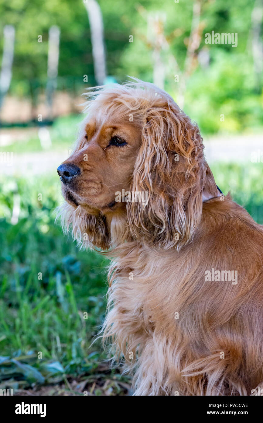 Brown cocker spaniel hi-res stock photography and images - Alamy