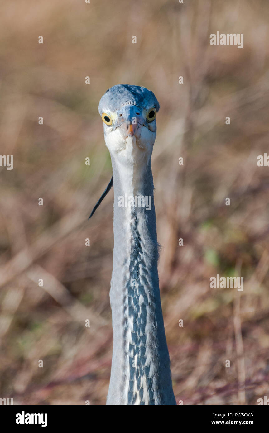 Look of a bird hi-res stock photography and images - Alamy
