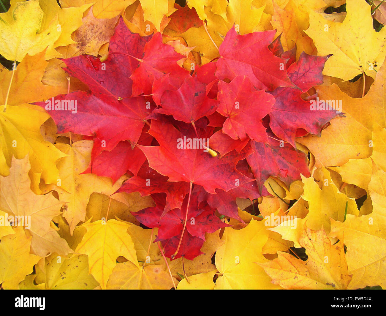 Autumn love - heart lined with red maple leaves on a yellow background ...