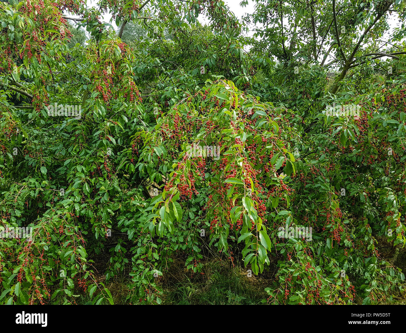 red ripe cherry prunus serotina Stock Photo - Alamy