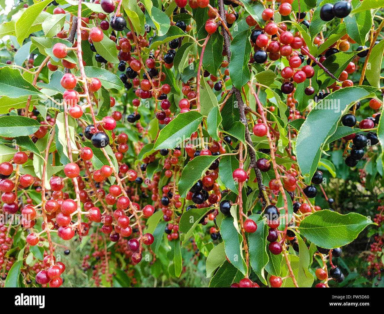 red ripe cherry prunus serotina Stock Photo - Alamy