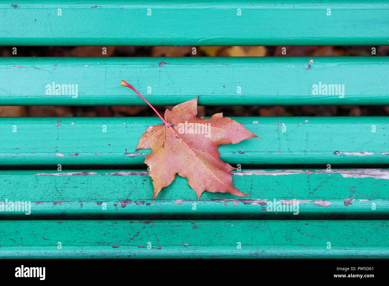 inverted burgundy maple leaf on a green turquoise bench during fall of ...