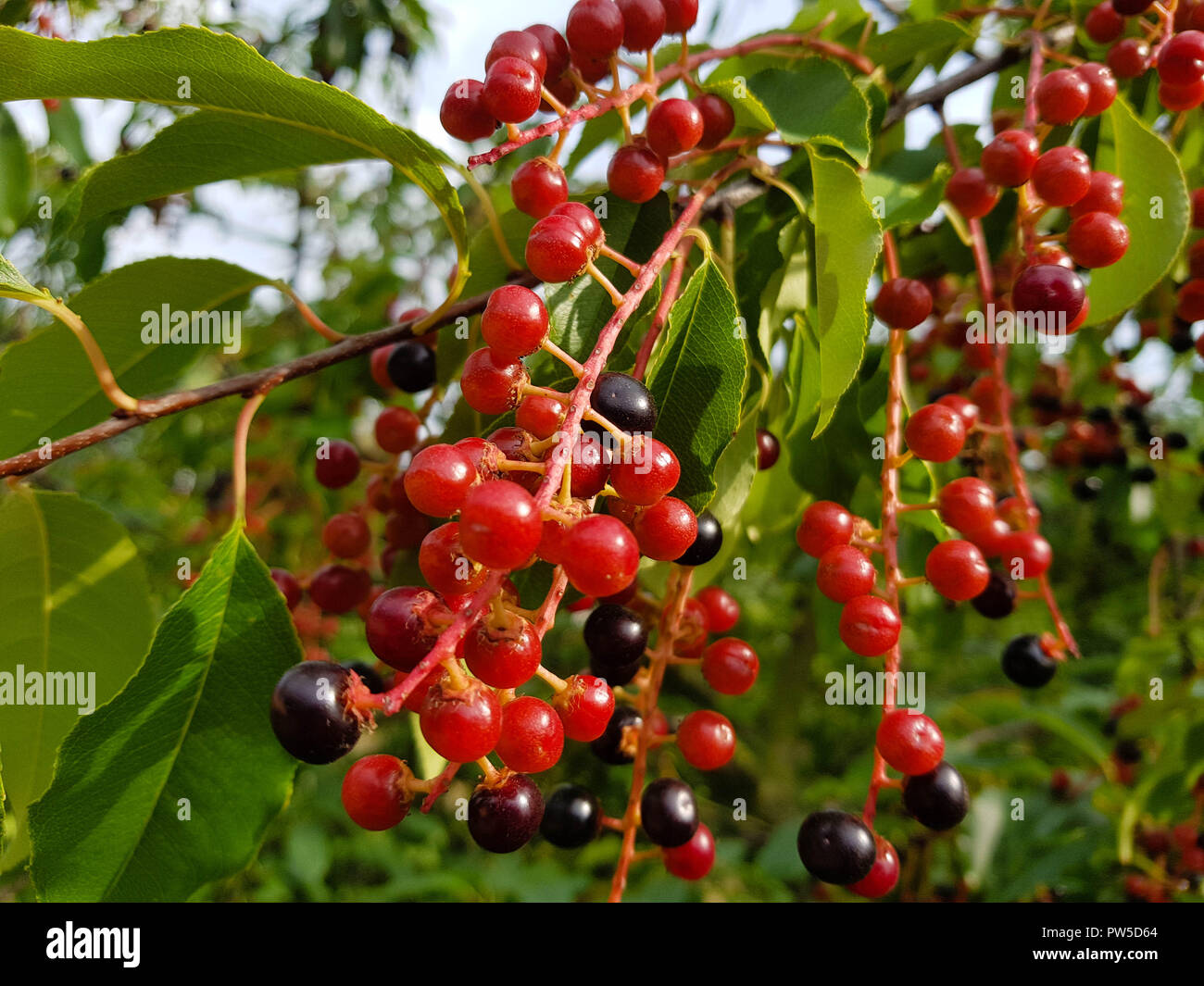 red ripe cherry prunus serotina Stock Photo - Alamy