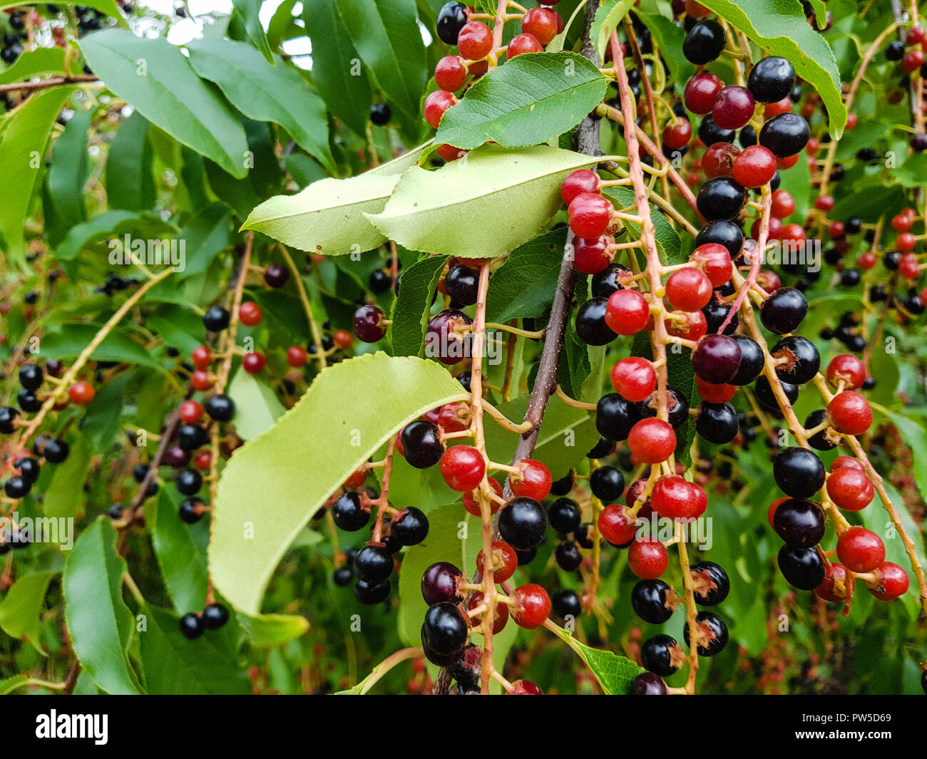 red ripe cherry prunus serotina Stock Photo - Alamy