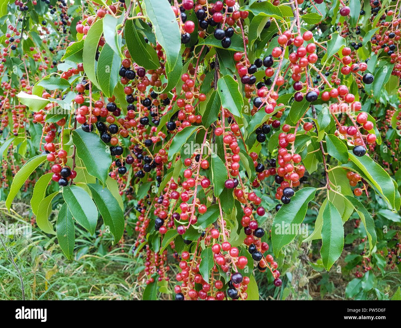 red ripe cherry prunus serotina Stock Photo - Alamy