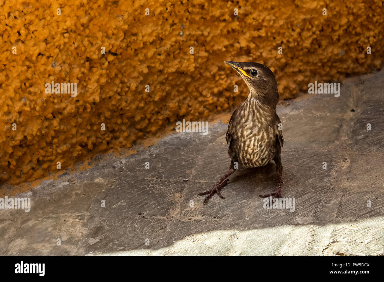 Brown titlark hi-res stock photography and images - Alamy