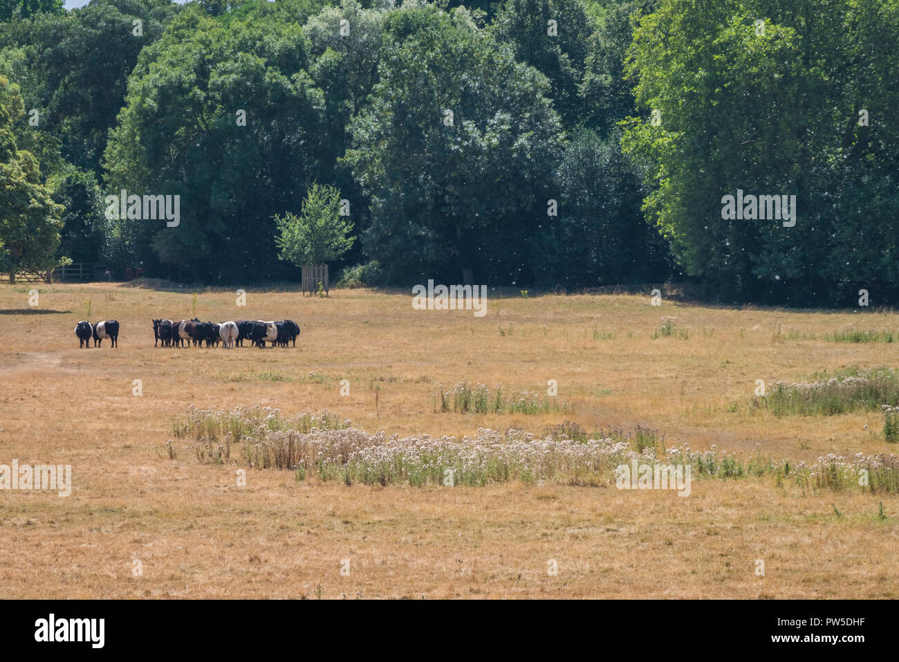Cows walking on a path through the field near Richmond Park in London ...