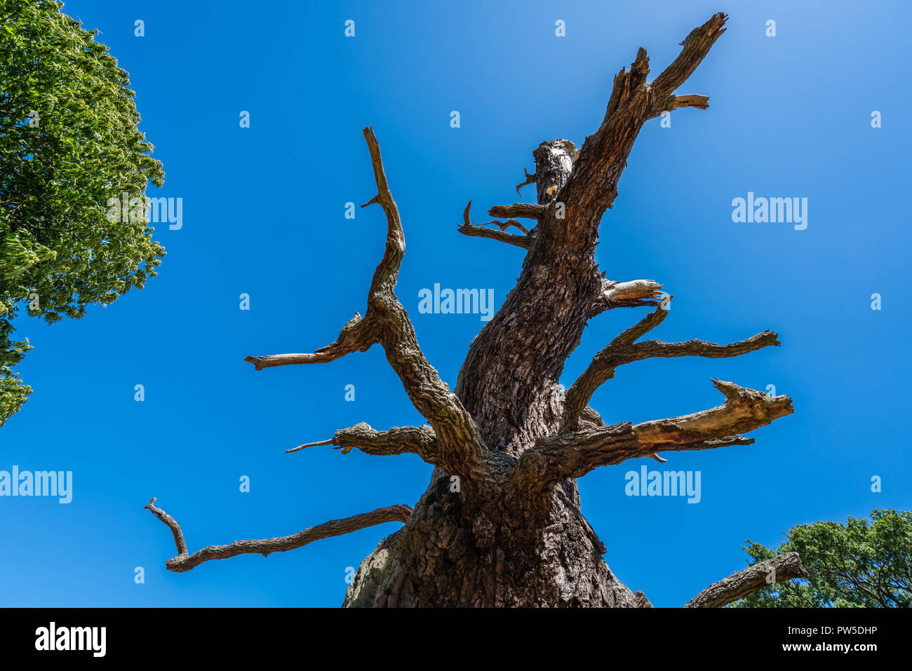 Leafless tree trunks hi-res stock photography and images - Alamy
