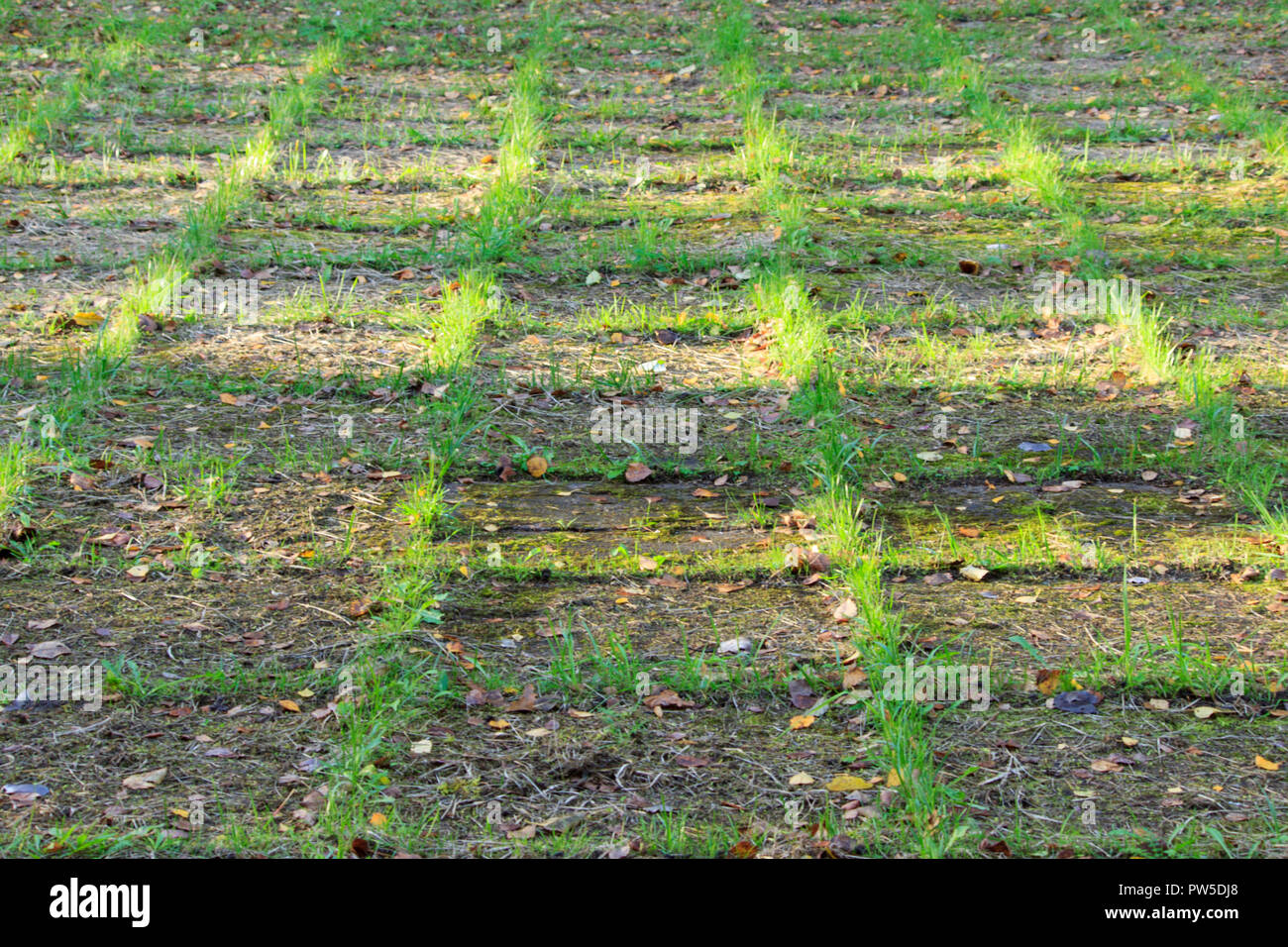 Green grass grow between the bricks of paving slabs the plates. The ...