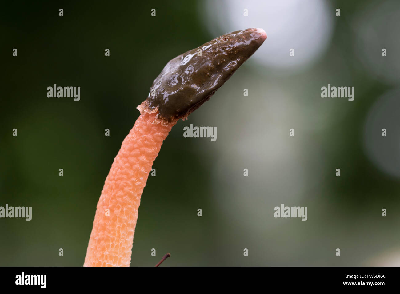 Stinkhorn Mushrooms High Resolution Stock Photography and Images - Alamy
