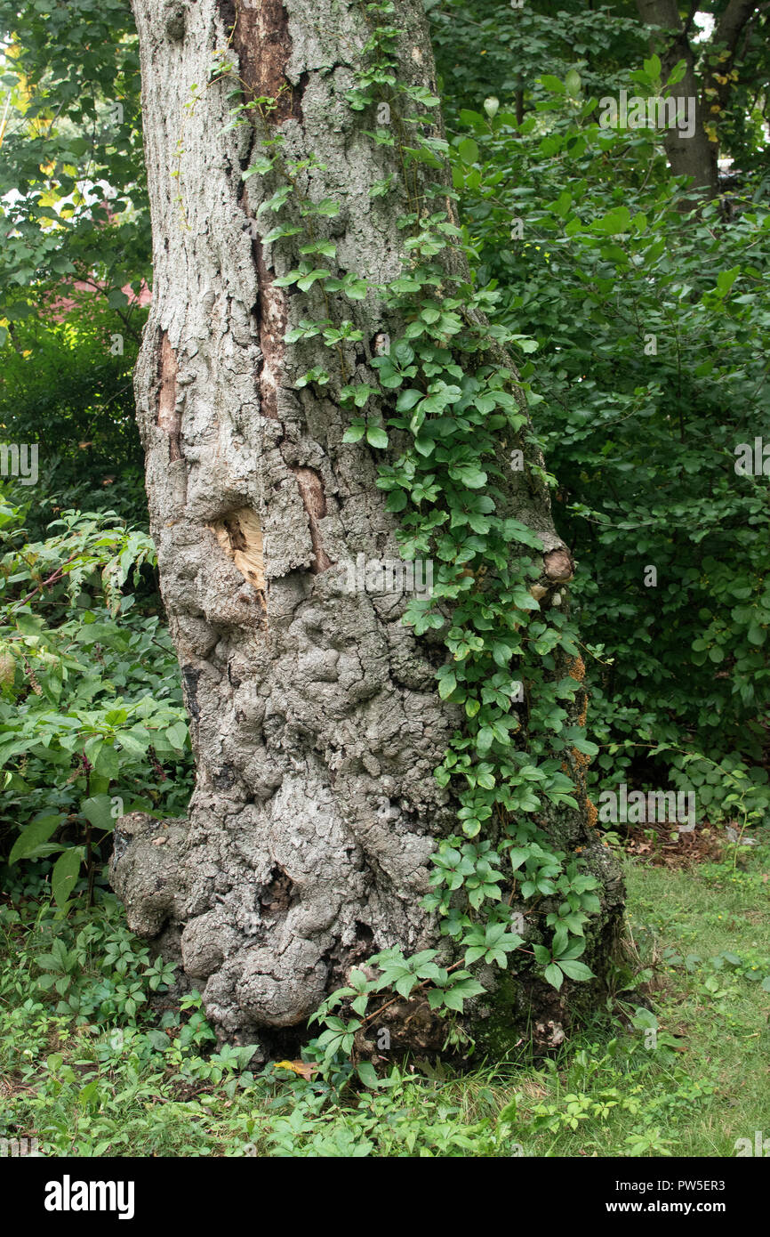 Dead vines hi-res stock photography and images - Alamy