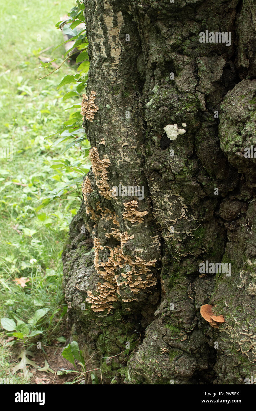 Knarly dead tree hi-res stock photography and images - Alamy