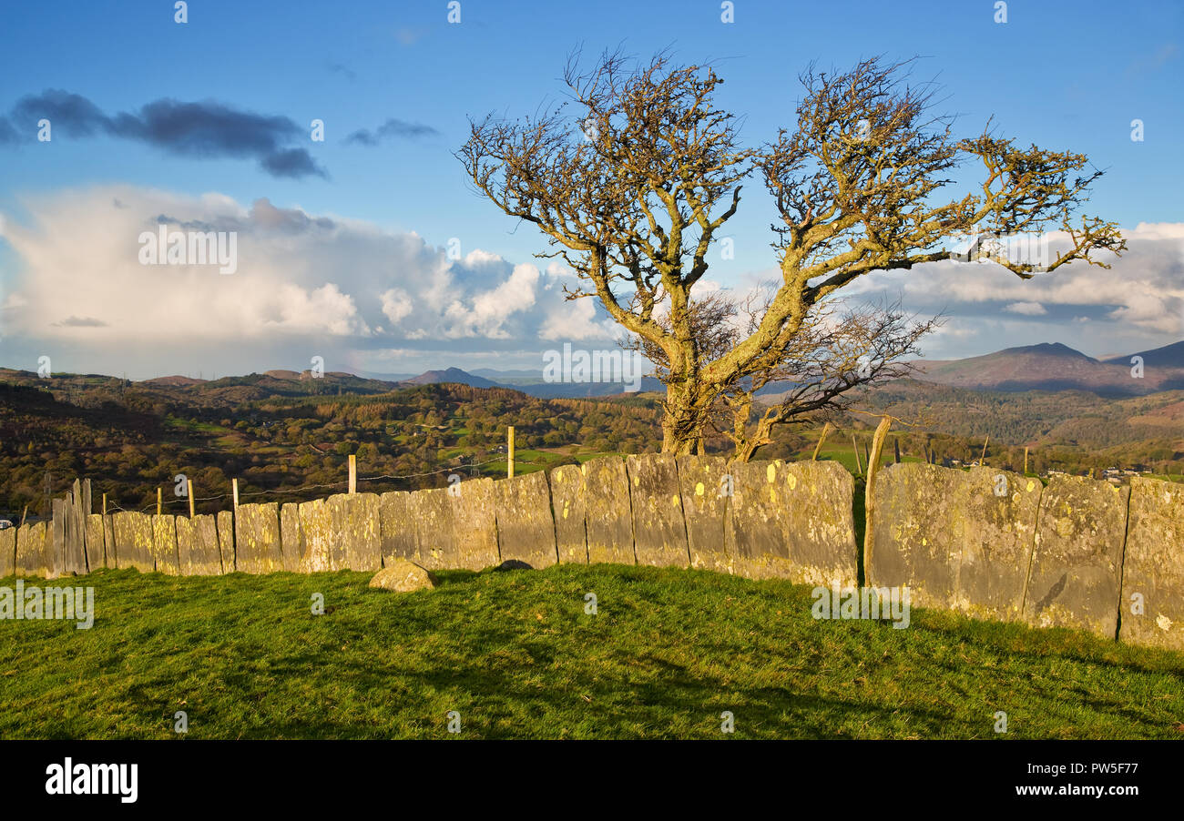 Wind swept tree Stock Photo - Alamy